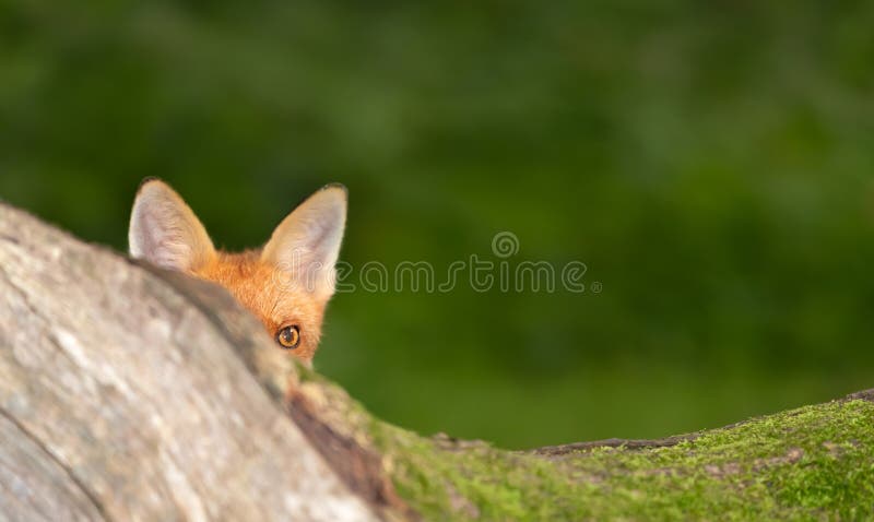 Curious Red Fox Cub Peeking Over Tree Trunk in the Forest Stock Photo ...