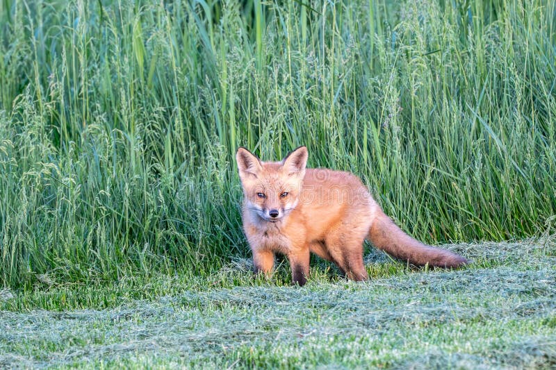 Curious Red Fox Kit Looking at Camera Stock Image - Image of beautiful ...