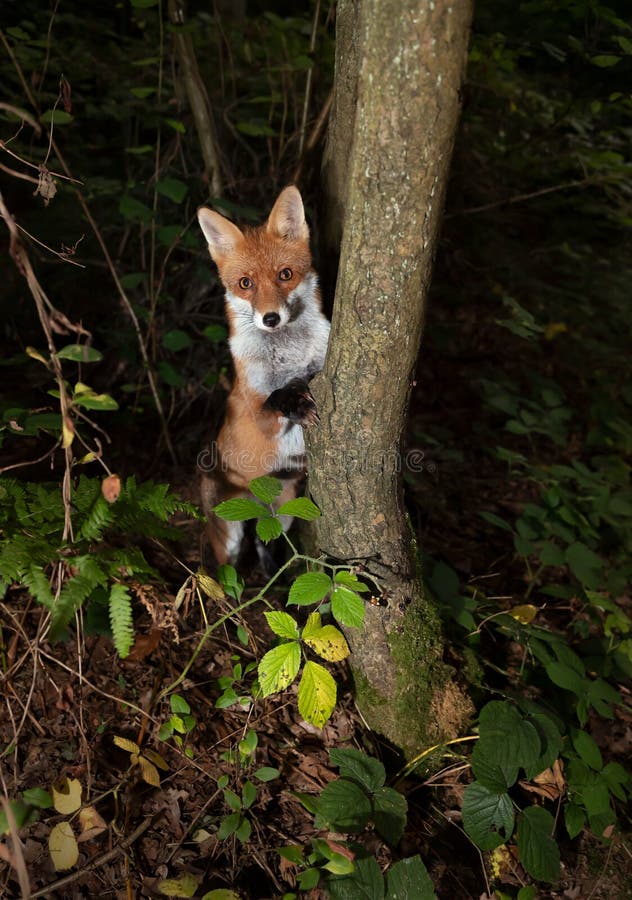 Curious Red Fox Leaning Against a Tree in the Forest Stock Image ...