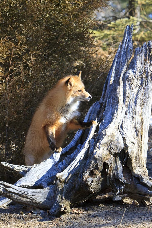 Curious red fox stock photo. Image of fauna, cold, snowy - 84310034