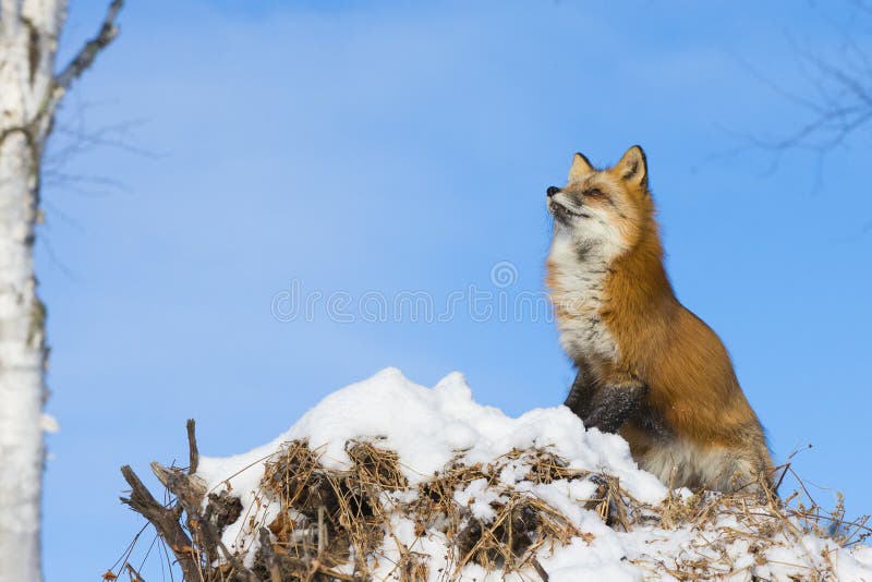 Curious red fox stock image. Image of tree, bird, hunting - 83316569