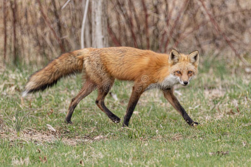 The Red Fox is Very Interested in Chasing the Bird with Its Paws Stock ...