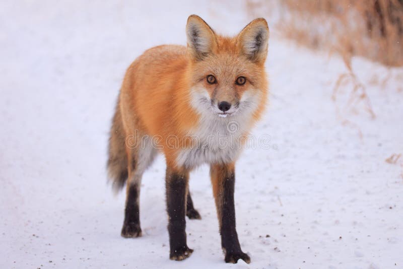Curious red fox stock photo. Image of predator, snow - 85089870