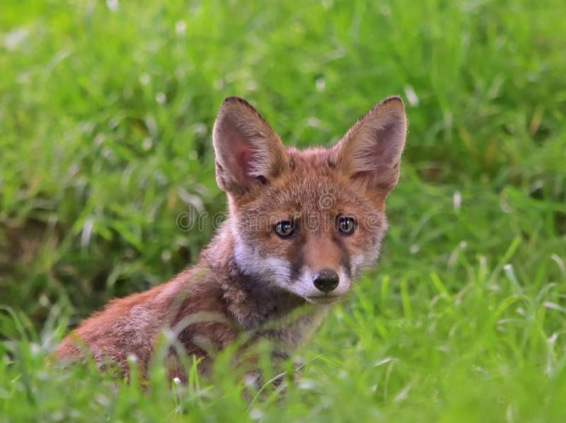 Curious Red Fox (Vulpes Vulpes) Cub in the Grass Stock Image - Image of ...