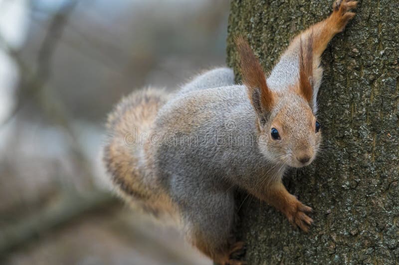 Curious Red Squirrel Climbing on the Tree Stock Image - Image of acorn ...