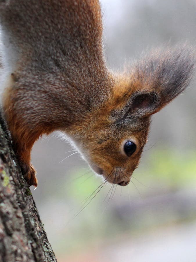 Curious Red Squirrel Peeking Behind the Tree Trunk Stock Photo - Image ...