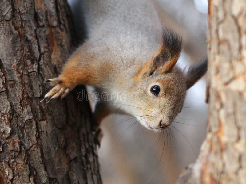Sun Peeking from Behind the Pine Tree Arch in Arches National Park ...