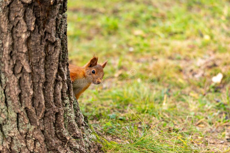 Curious Red Squirrel Peeking Behind the Tree Trunk Stock Image - Image ...