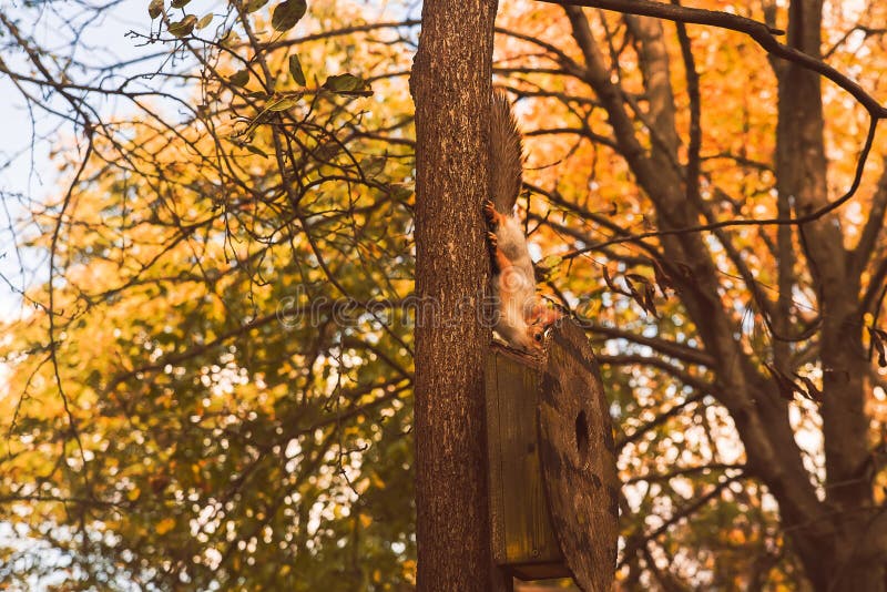 Curious Red Squirrel Peeking Behind the Tree Stock Image - Image of ...