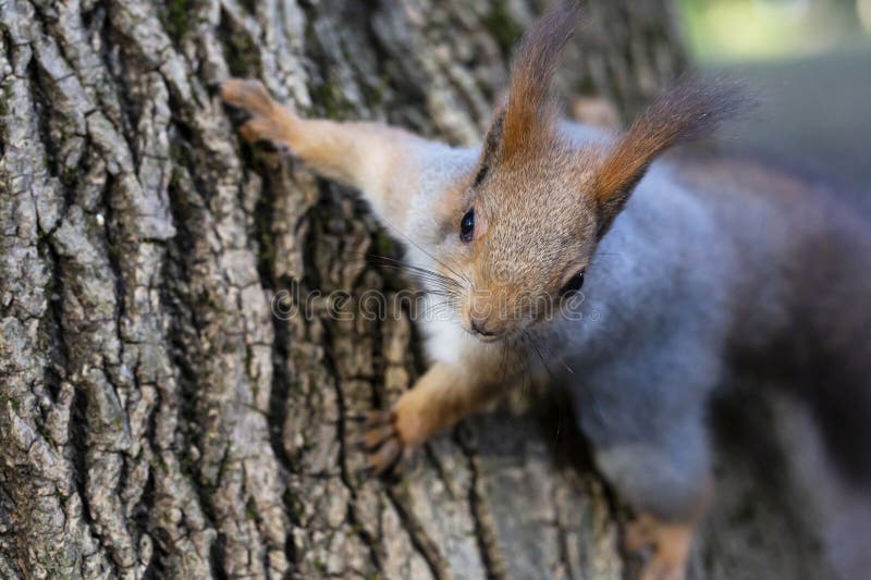 Curious Red Squirrel Peeking Behind the Tree Trunk Stock Image - Image ...