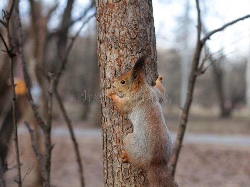 Curious Red Squirrel Peeking Behind the Tree Trunk Stock Image - Image ...
