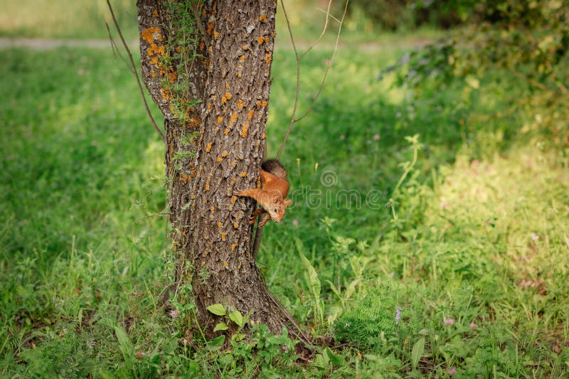 Curious Red Squirrel Peeking Behind the Tree Trunk Stock Image - Image ...