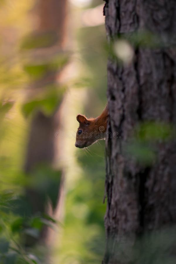 Curious Red Squirrel Peeking Behind the Tree Trunk Stock Photo - Image ...