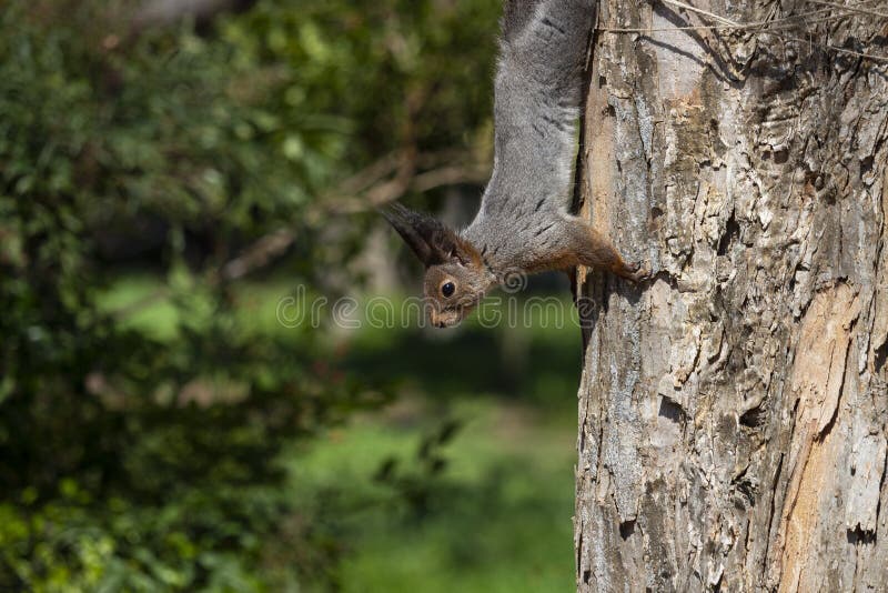 Curious Red Squirrel Peeking Behind the Tree Trunk Fluffy Rodent ...