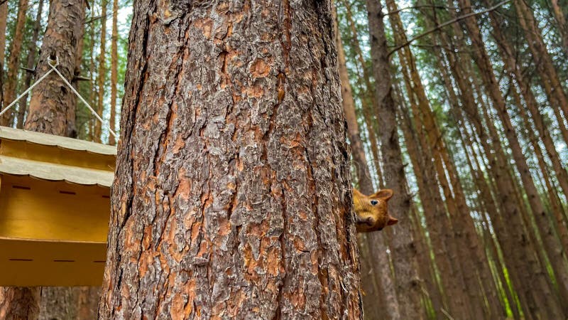 Curious Red Squirrel Peeking from Behind Tree Trunk in Forest Stock ...