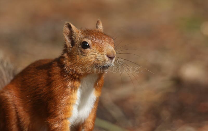 A Curious Red Squirrel Sciurus Vulgaris. Stock Photo - Image of wild, england: 83758198