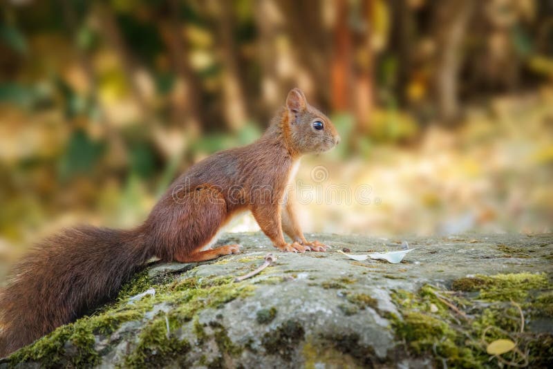 Curious Red Squirrel Sitting on a Stone Covered with Mosses at the Park ...