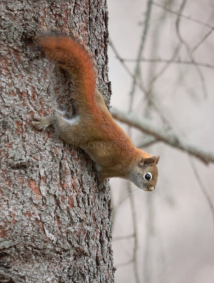 Curious Red Squirrel Standing on Tree Branch Stock Image - Image of ...