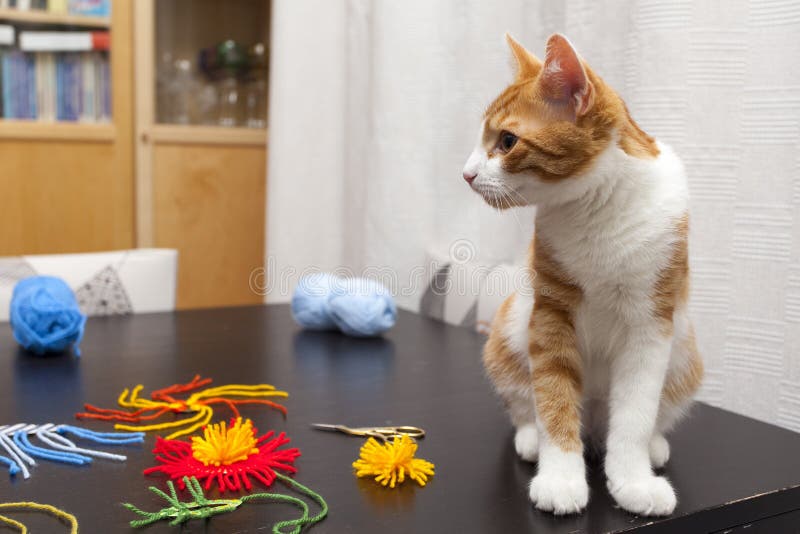 Curious Red-white Cat on Table Playinf with Threads Stock Photo - Image ...