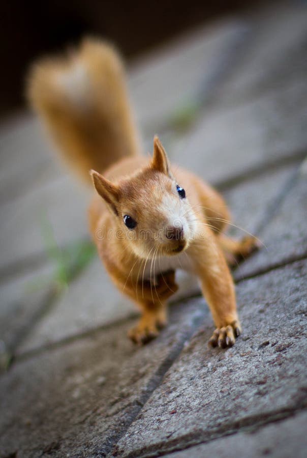 Curious Redhead Squirrel Walking in the Park Stock Image - Image of ...