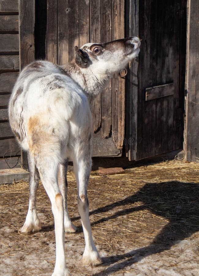 A Curious Reindeer on a Farm Peeks Out from Behind. Stock Image - Image ...