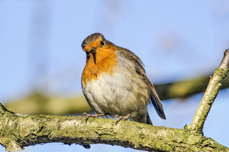 Curious Robin stock image. Image of creatures, funny - 30222231