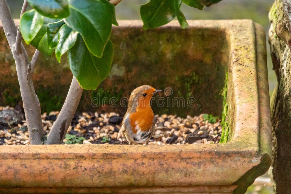 Curious Robin Standing in a Flower Pot Stock Photo - Image of plant ...