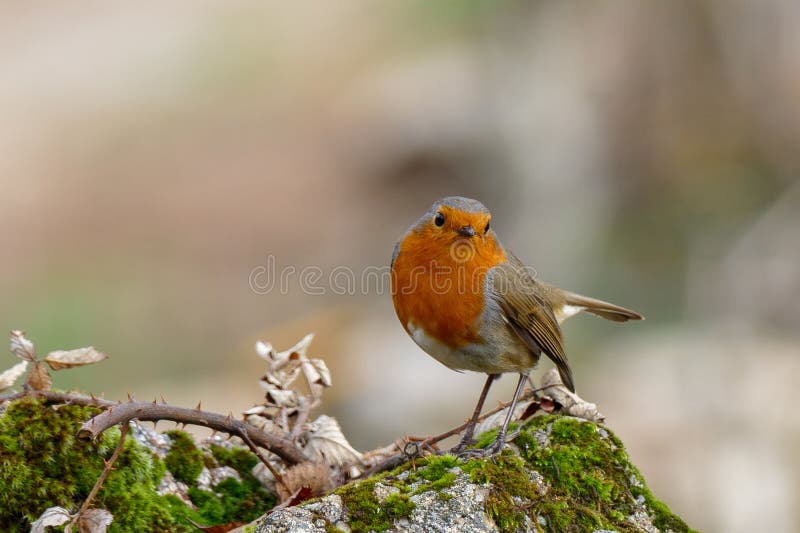 Curious Robin stock image. Image of creatures, funny - 30222231