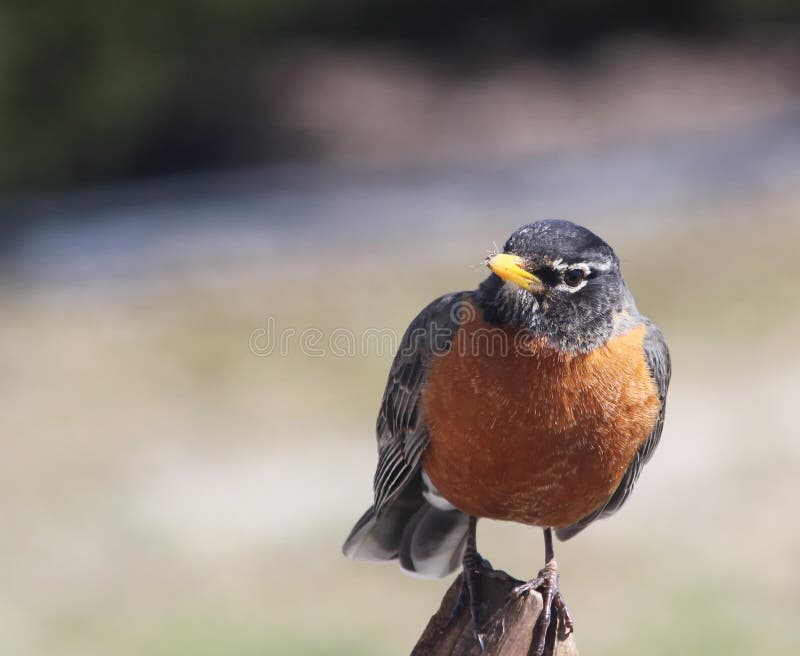 Curious Robin stock image. Image of orange, feathers - 30534797