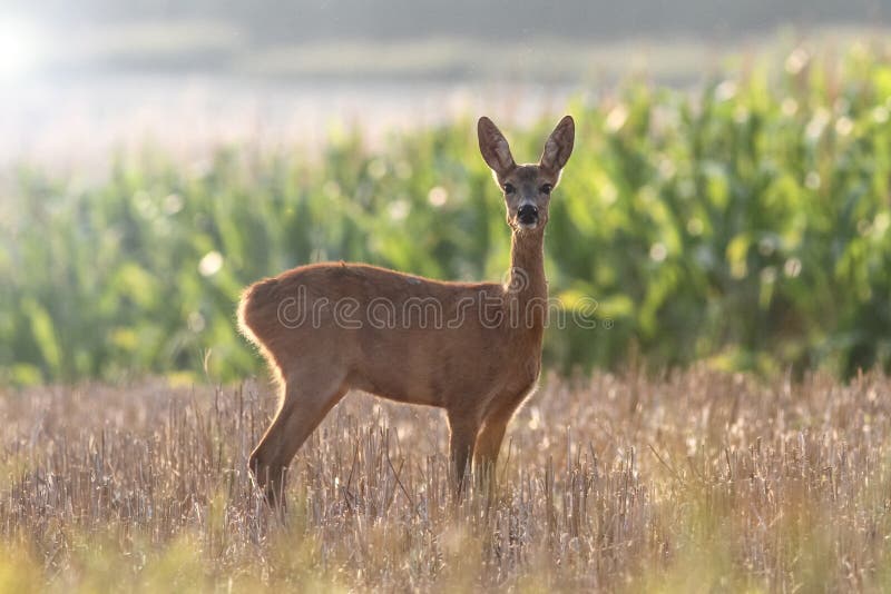 The Curious Roe Deer in Corn Field Stock Photo - Image of corn, plain ...