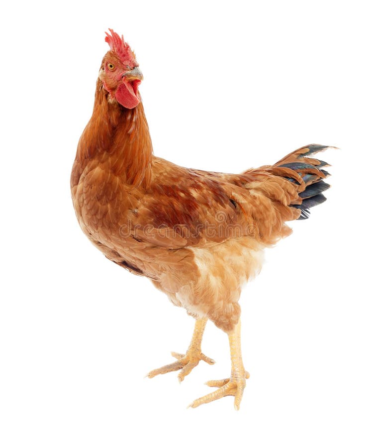 Hen or Rooster Chicken Looking Down Stock Image - Image of look ...