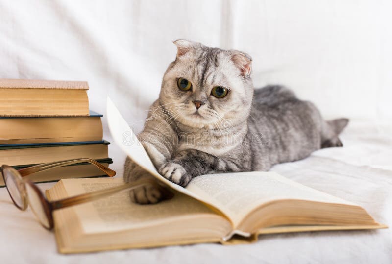 Curious Scottish Fold Cat Resting Near Stack of Books Stock Image ...