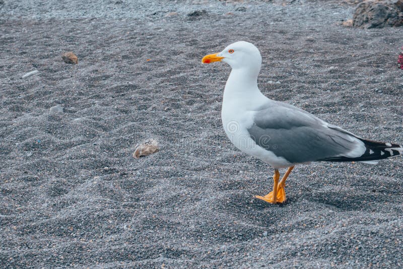 A Curious Seagull on the Beach. Stock Photo - Image of wings, shore ...