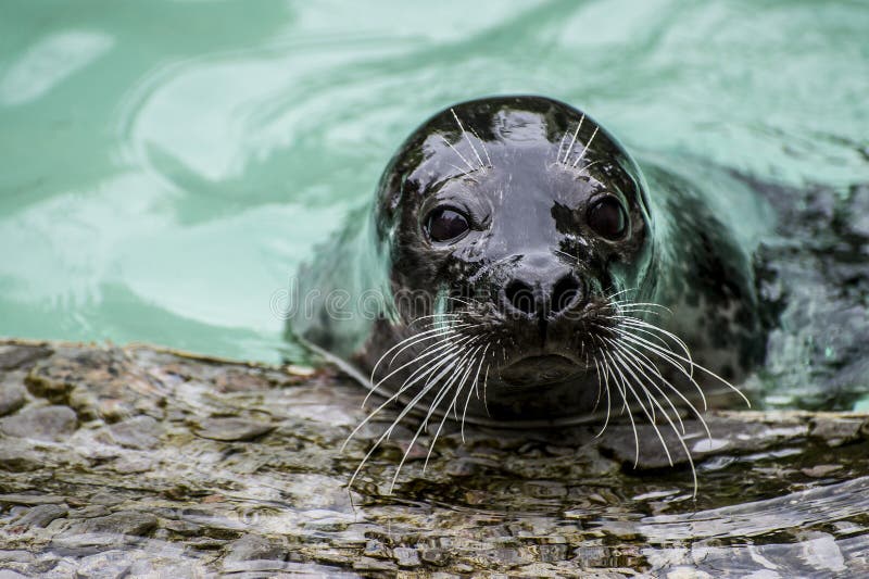 Curious seal stock image. Image of eyes, cute, cold, seal - 82533203