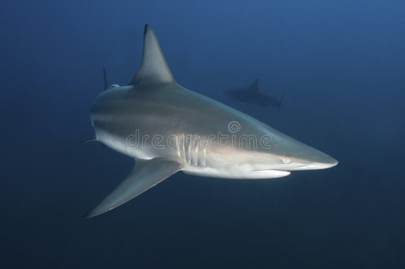Curious shark stock image. Image of scottburgh, ocean - 23008279
