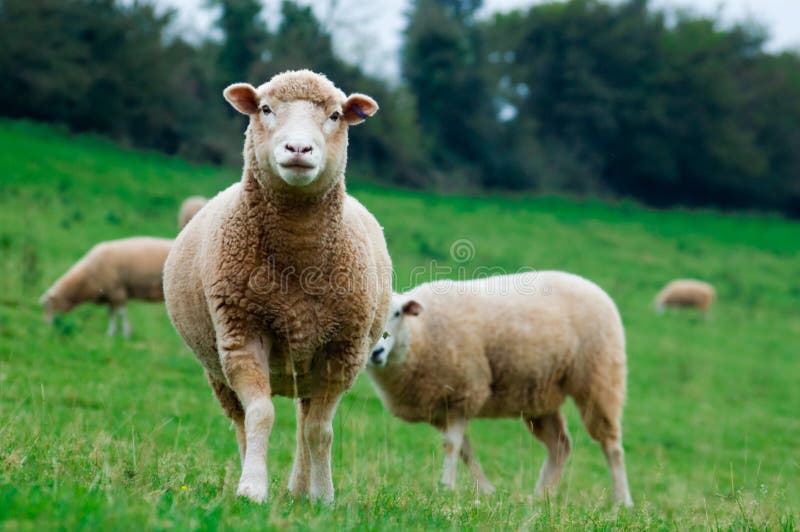 Curious Sheep stock image. Image of alert, looking, rural - 24344675