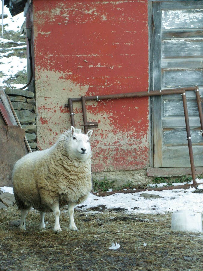 Curious Sheep on the Farm stock image. Image of snow - 80235627
