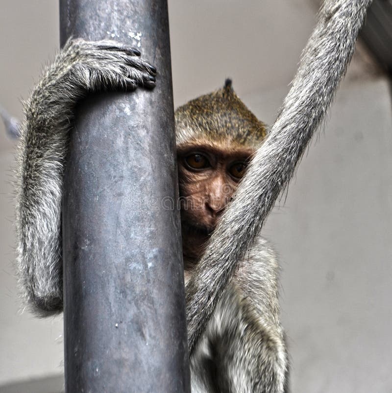 Shy Monkey stock photo. Image of bali, indonesia, animal - 15310286