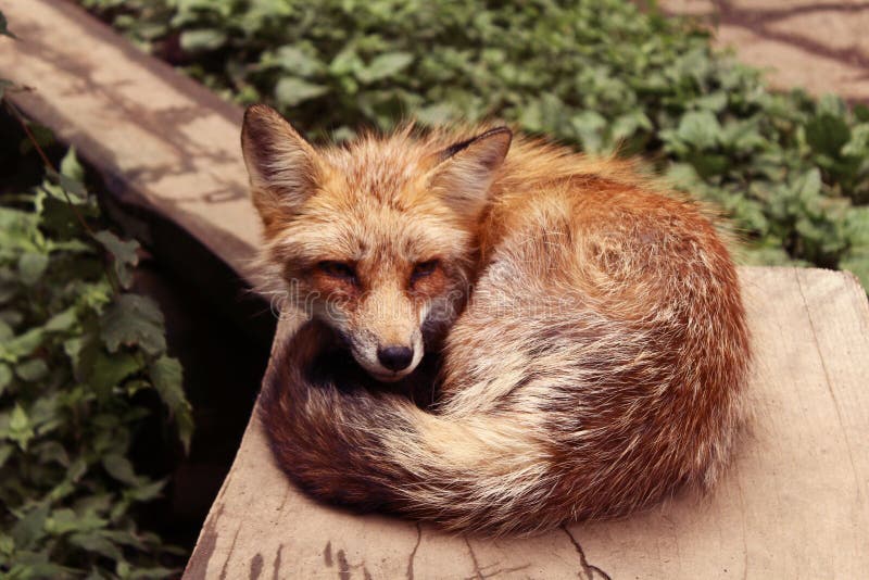 Curious sleeping fox stock photo. Image of fluffy, awoken - 174491934