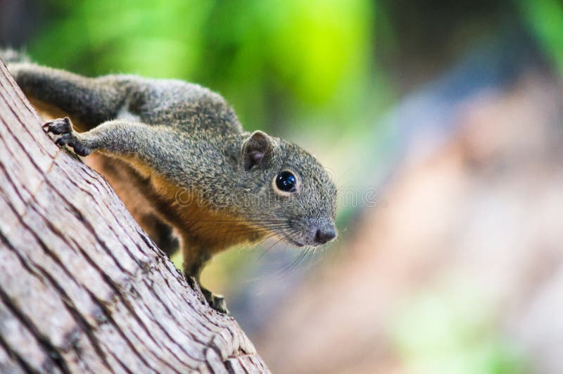 Curious Slender Squirrel Sitting on a Tree, Malaysia. Stock Image ...