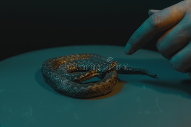 Curious Small Viper Next To the Male Hand Who Try To Touc Them Stock ...