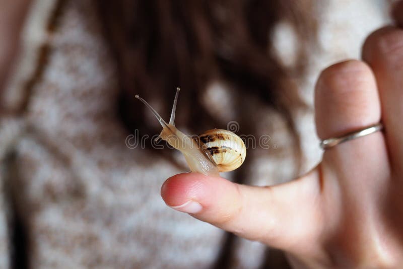 Curious snail on a finger stock photo. Image of human - 191491610