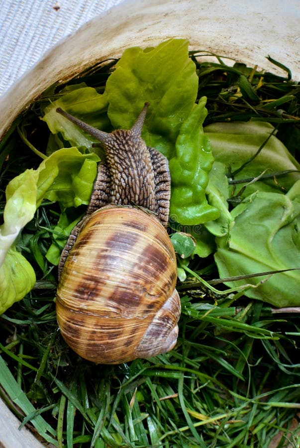 Snail in plastic cup stock image. Image of close, slime - 100357919