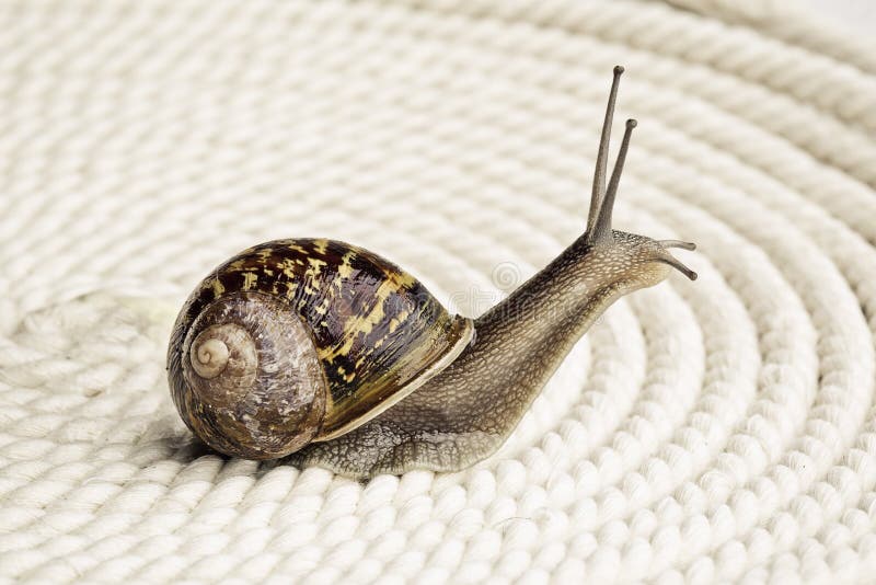 Curious Snail stock image. Image of cute, crawling, nice - 143172623