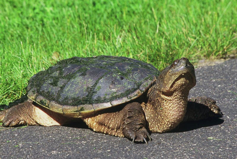 Curious Snapping Turtle on a Pathway Stock Image - Image of turtle ...