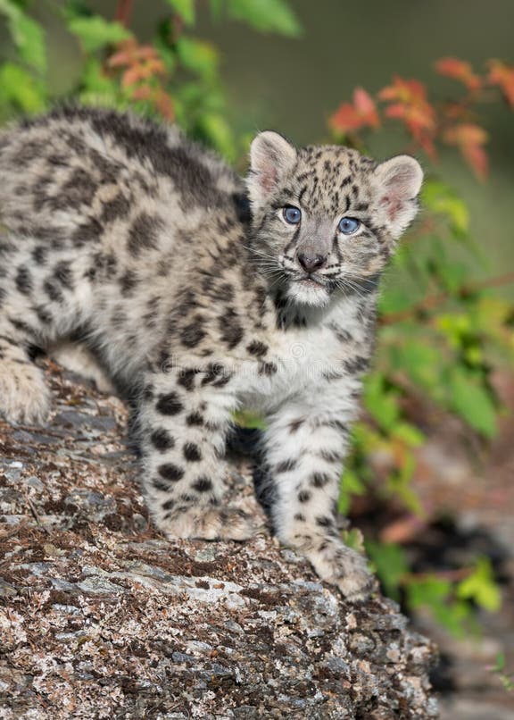 Snow leopard kitten stock image. Image of single, outside - 101430003