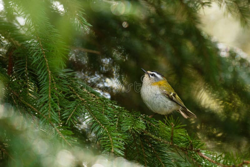 Songbird Common Firecrest, Regulus Ignicapilla, on Spruce Branch in ... Songbird Common Firecrest, Regulus Ignicapilla, on Spruce Branch in ...