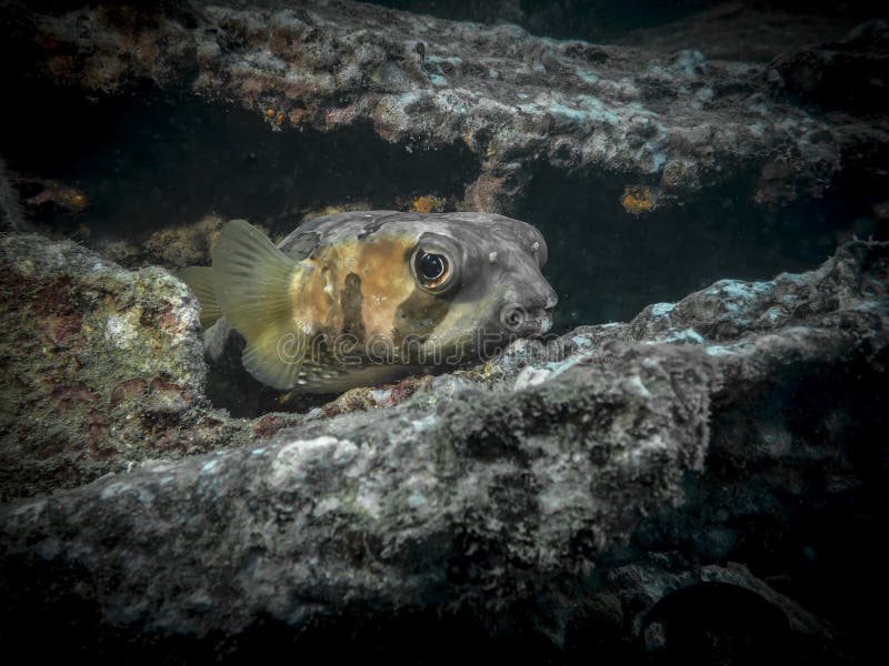 Curious Spotted Burrfish at the Bottom of the Indian Ocean Stock Photo ...