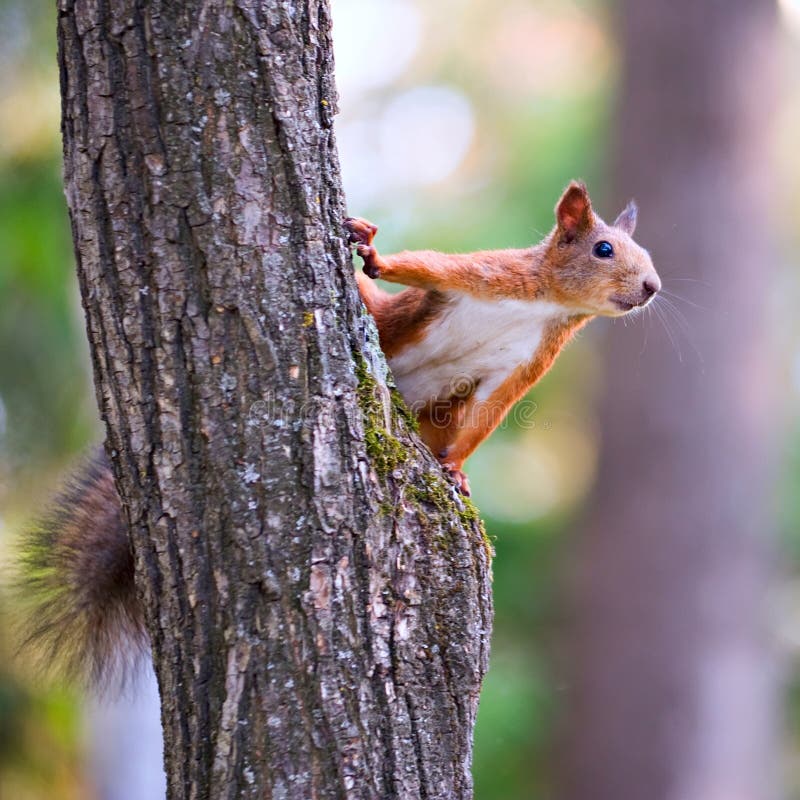 Curious squirrel stock image. Image of animal, funny - 23824595