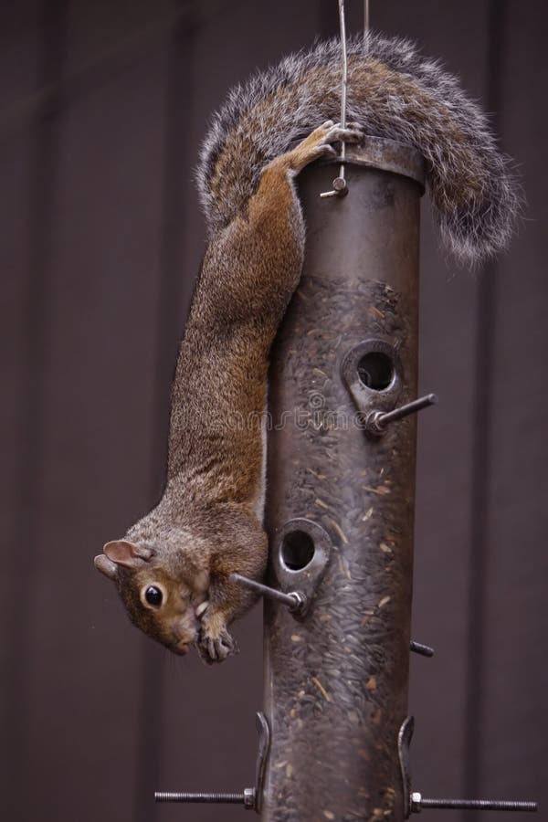Hanging Squirrel stock image. Image of creature, rodent - 19095427